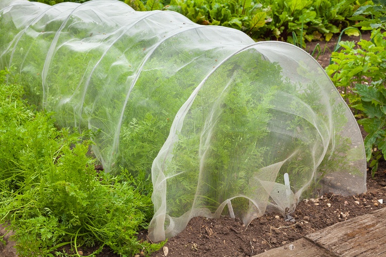 Garden Cloche Ideas to Protect Your Plants Garden Cloche Ideas to Protect Your Plants
